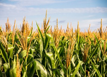 Welcome to CVR Partners - CVR Partners, LP